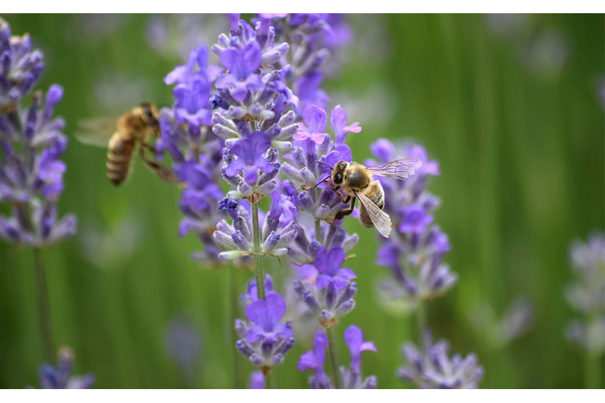 Comment devenir apiculteur - AEAV - Rucher Brignoles